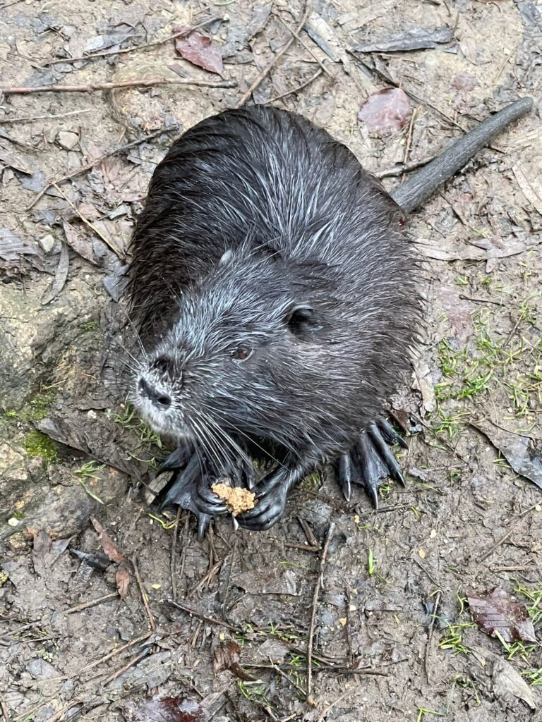 Freche Tiere - Wilde Motive